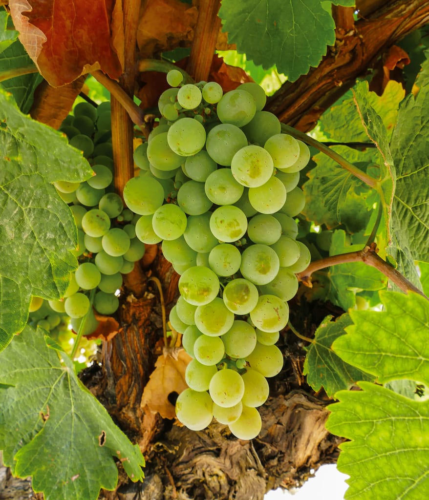 Versatile Verdejo: Get to Know Spain's Beloved White Grape | Wine ...