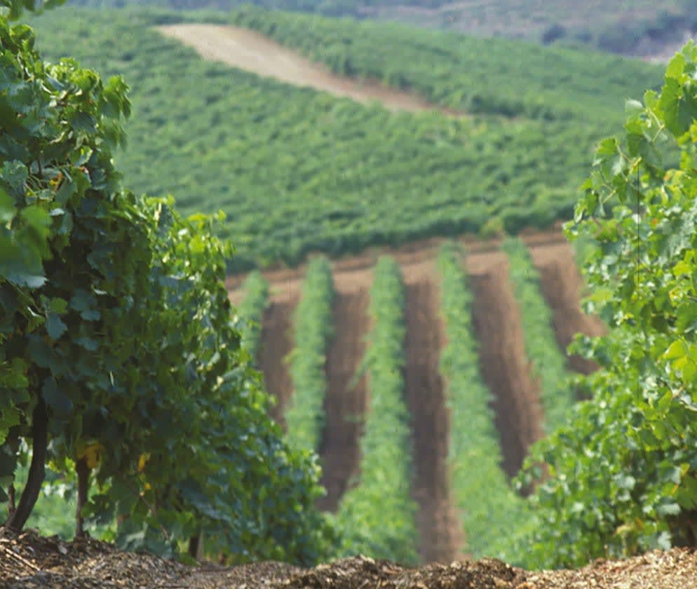 Corvo: A Sicilian Classic | Wine Enthusiast