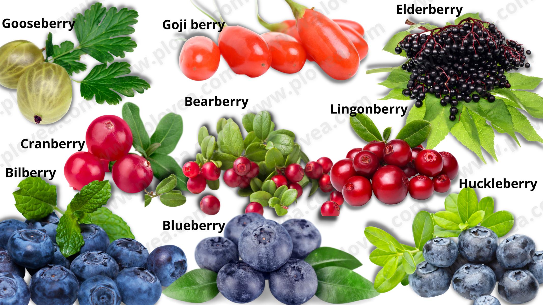 Ketika Ternyata Anggota Keluarga Berry yang Sebenarnya Adalah Pisang ...