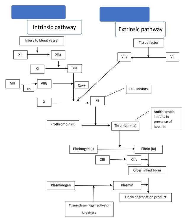 Hemostasis - howitreat.in