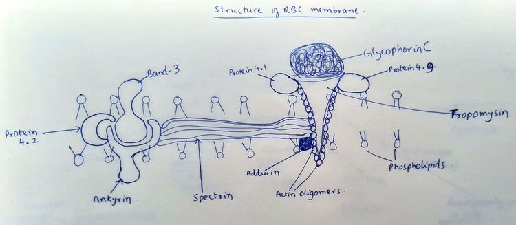 Red Blood Cell - howitreat.in