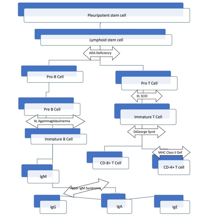 Primary Immunodeficiency Disorders - howitreat.in
