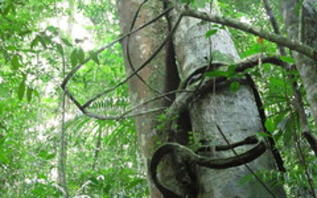 Rainforest Jeep Tour