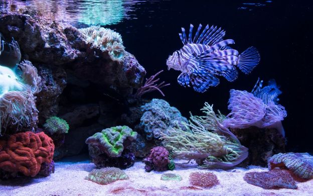 The Aquarium of Western Australia Entry Ticket - Book Perth tours ...