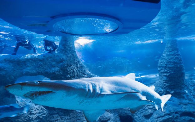 The Aquarium of Western Australia Glass Bottom Boat Adventure and Entry ...