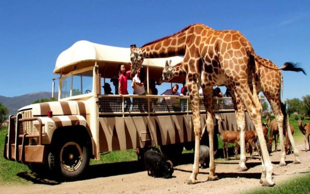 Visit to Animal Kingdom and Guadalupe Shrine