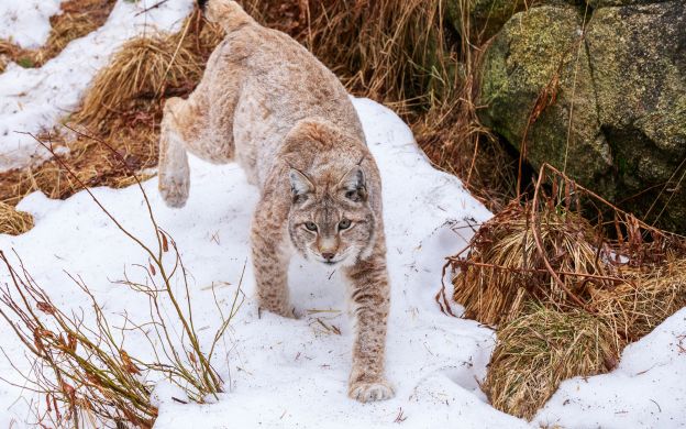 Increíble Aventura de los Animales del Ártico