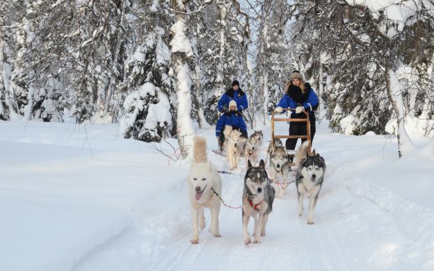 Amazing Arctic Animals Adventure