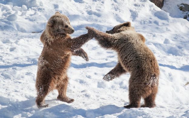 Amazing Arctic Animals Adventure