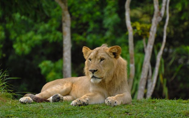 Tour por Parque Temaikèn, Buenos Aires