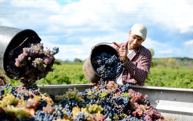 Penfolds Magill Estate Visit with Lunch and Wine