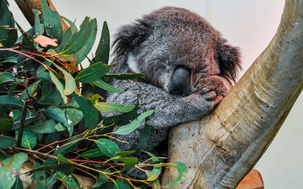 Australian Wildlife Ecotour from Melbourne: Penguin Parade, Maru Koala ...