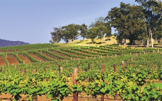 Hunter Valley Wine Tour with Lunch at Hunter Resort