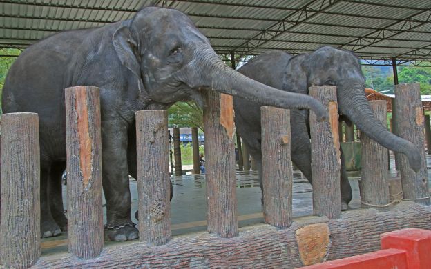 Aboriginal Settlement and Elephant Orphanage Sanctuary Tour