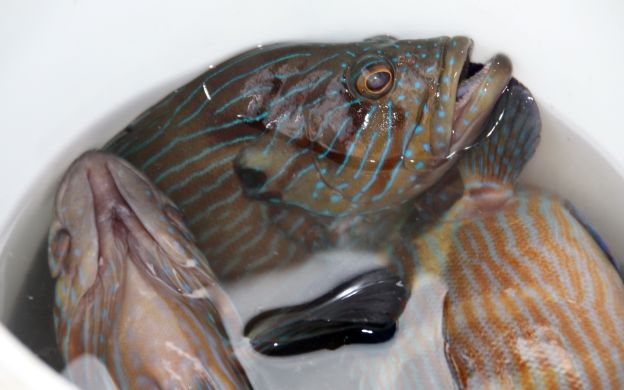 Langkawi Fishing Tour with Hotel Transfers