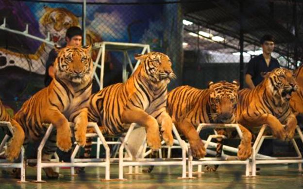 Sriracha Tiger Zoo Entry Ticket