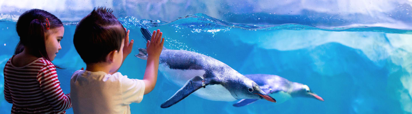 Mallorca Tours & Things To Do in Mallorca 2024 | isango.com