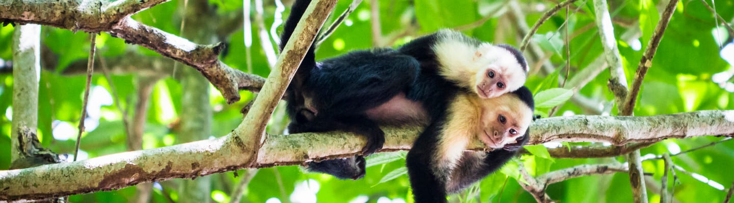 Central Pacific Coast | isango.com