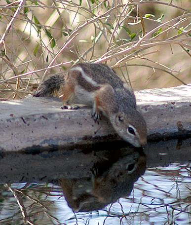 Sending Water | Wildlife Programs | Arizona Game and Fish | Arizona ...