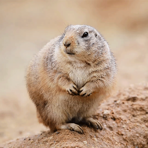 Arizona Wildlife Conservation & Protection | Arizona Game and Fish