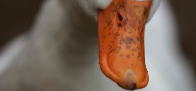Anatidaephobia or Duck Phobia: Is It a Real Condition? : Blog