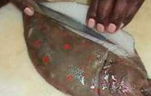 Lever des filets de carrelet (ou turbot, barbue, flétan) - Technique ...
