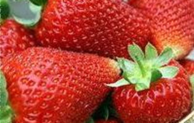 Gratin de fruits rouges au sabayon - Recette par Chef Simon