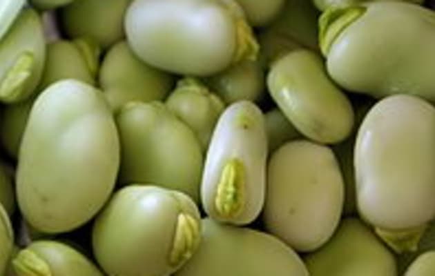 Éplucher les fèves et cuisson des fèves - Recette des fèves cuites à l ...