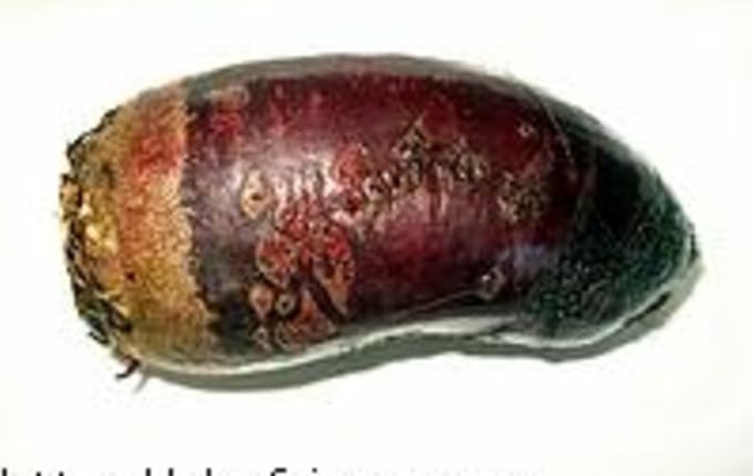 Cuisson de la betterave rouge au four ou pochée : recette Cuire la ...