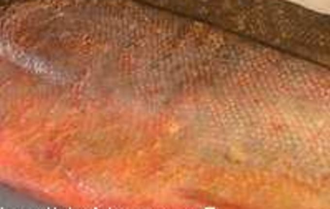 Filet de haddock poché à l'eau ou au lait : recette Filet de haddock ...