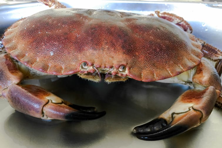 Cuisson du tourteau - Technique de cuisson du crabe au court-bouillon ...