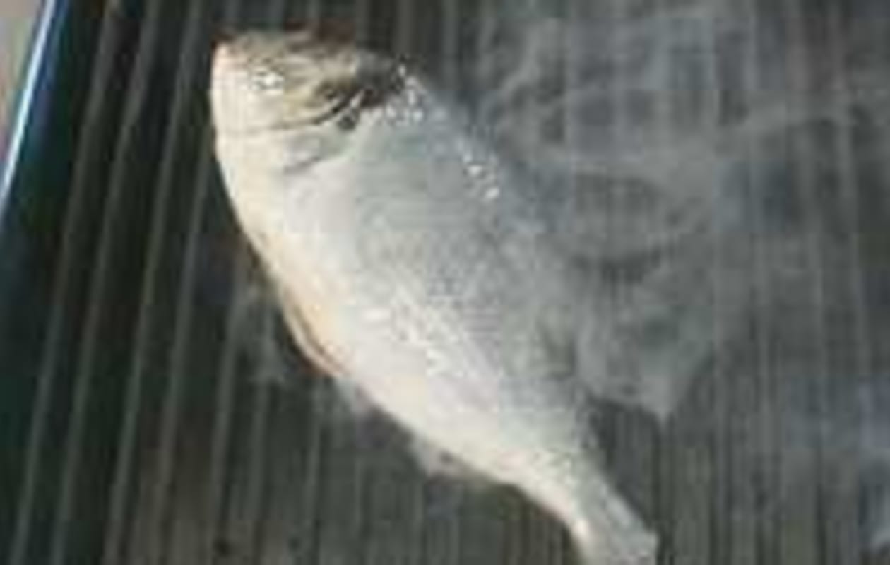 Griller un poisson entier comme la dorade - Technique culinaire ...