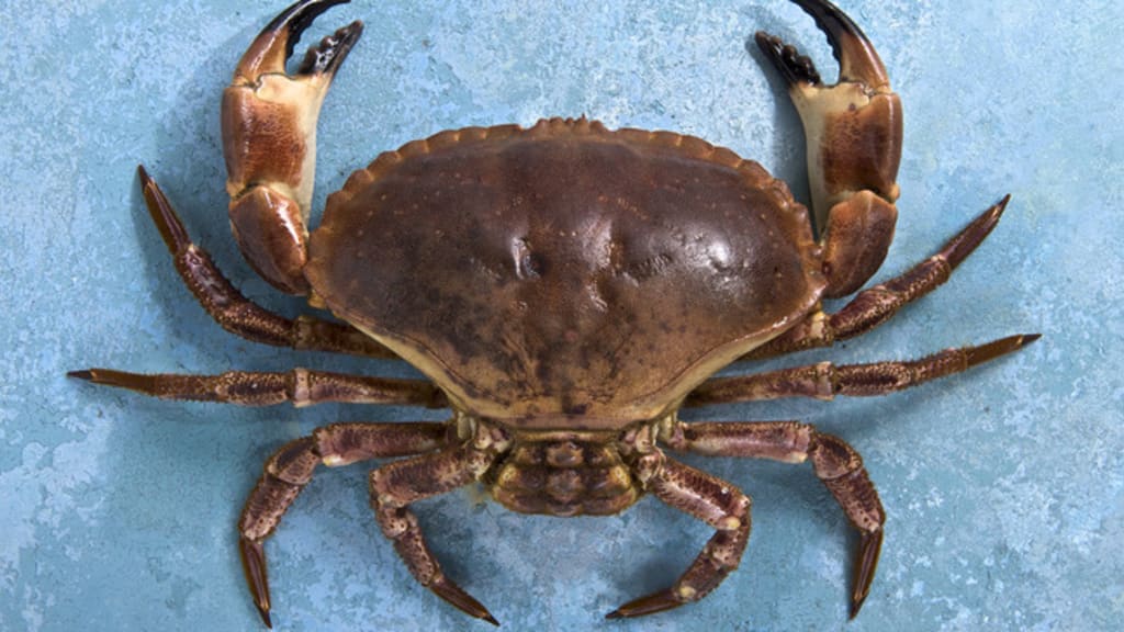 Idées de recettes à base de crabe et d'amuse-bouches