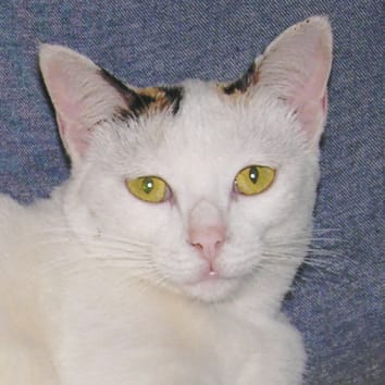 GuyT - Le Gourmet et ses recettes