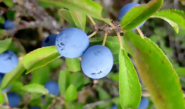 L'arbouse - A quoi ressemble ce petit fruit méditerranéen et de quelle ...