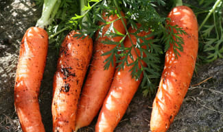Régalez-vous avec nos recettes de carottes à cuisiner de multiples façons