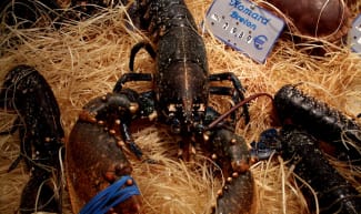 Un éventail de recettes savoureuses pour déguster le homard star des ...