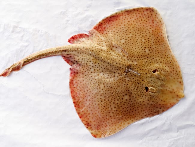 La raie - Quelles sont ses principales caractéristiques et comment l ...