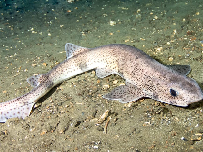 La petite roussette ou saumonette - Quelles sont ses principales ...