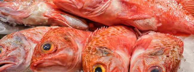 Envie de poisson ? Essayez nos recettes à base de rascasse : en filets ...