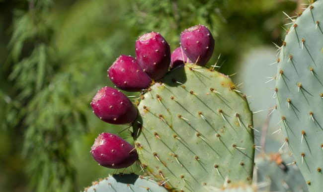 Nopal et cactus : des recettes faciles et originales