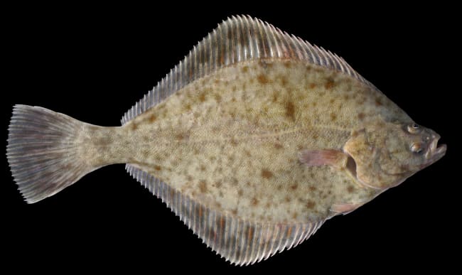 Flétan et cuisine santé : des recettes faciles et originales