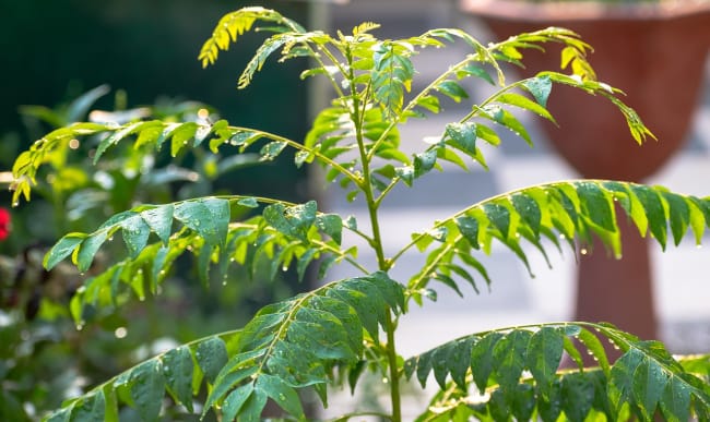 Feuilles de curry et piment : des recettes faciles et originales