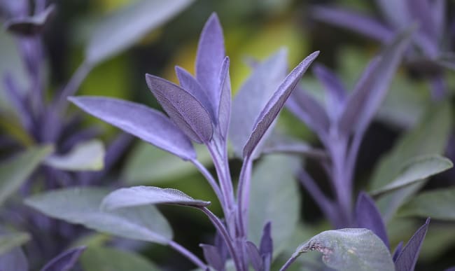 Le plein d'idées recettes faciles et savoureuses pour cuisiner avec ...