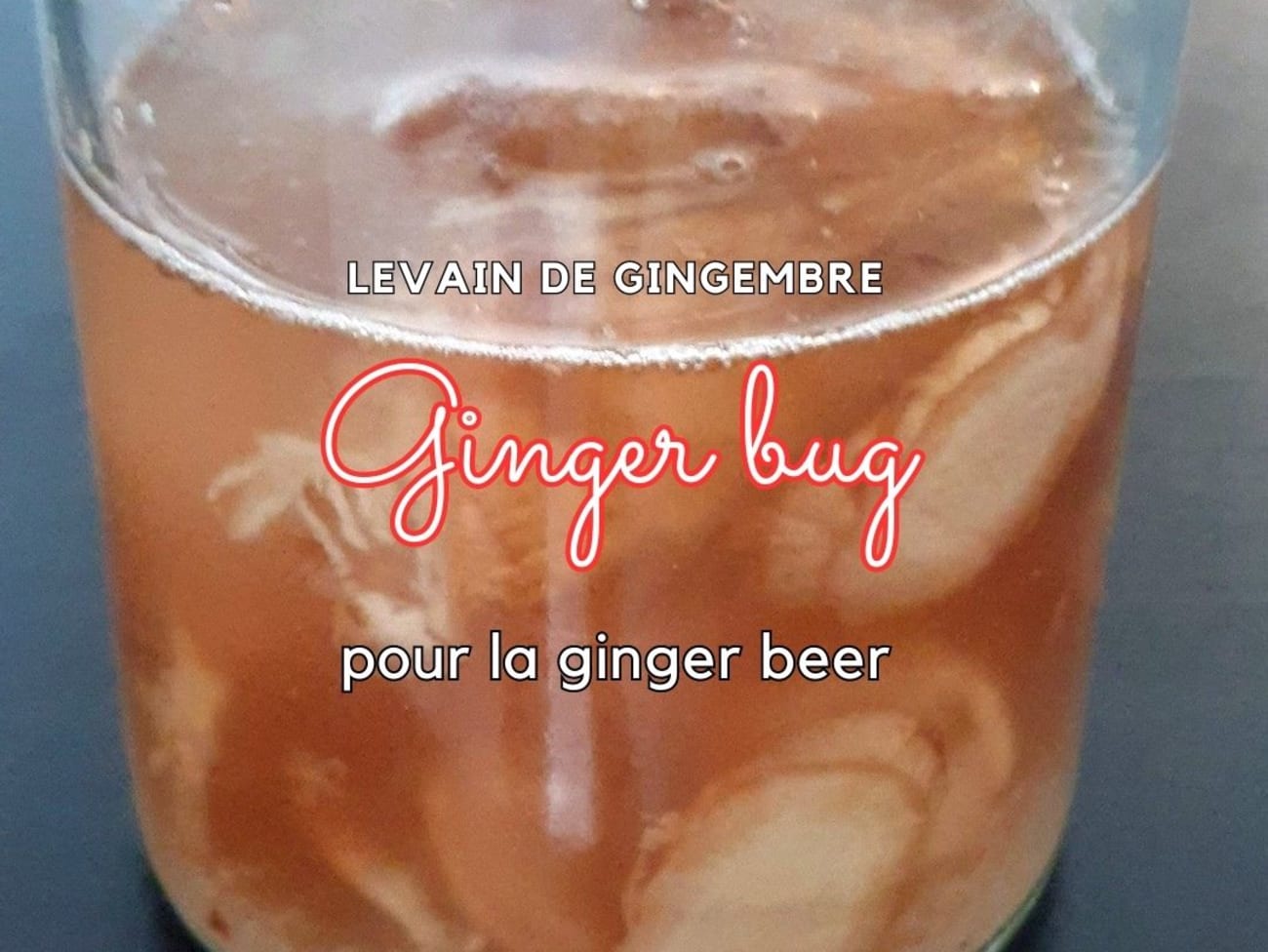 Le ginger bug ou levain de gingembre : recette Le ginger bug