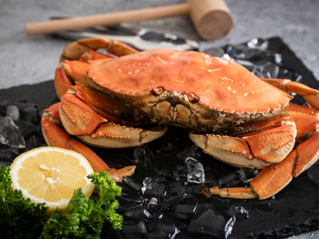 Les crabes - Tout savoir sur les crabes, tourteaux et araignées de mer ...