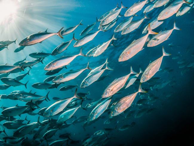 Présentation des différents poissons d'eau de mer : turbot, sole, lotte ...
