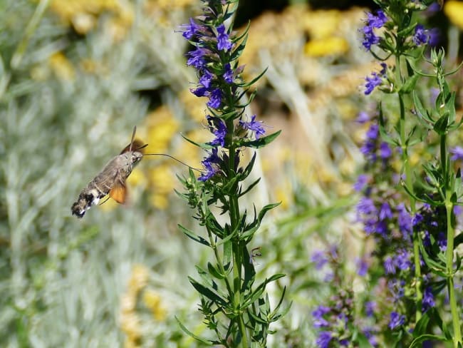 L'hysope (Hyssopus officinalis) - Quelles sont ses principales ...