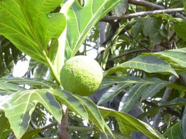 Bébélé comme en Guadeloupe - Recette par ChefHubert