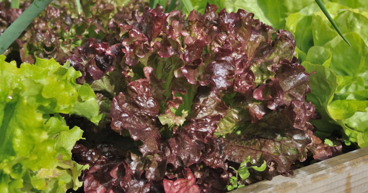 La batavia - Comment cultiver, conserver et cuisiner la laitue batavia